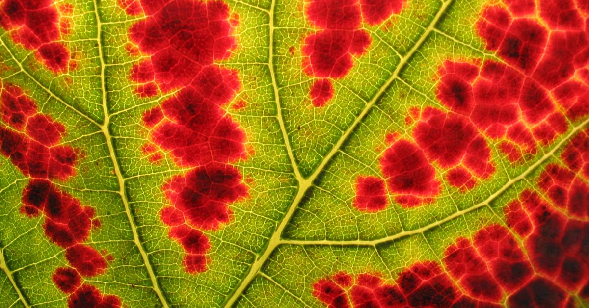 Anthocyanins: Potent Therapeutic Compound – Scientific ASIA