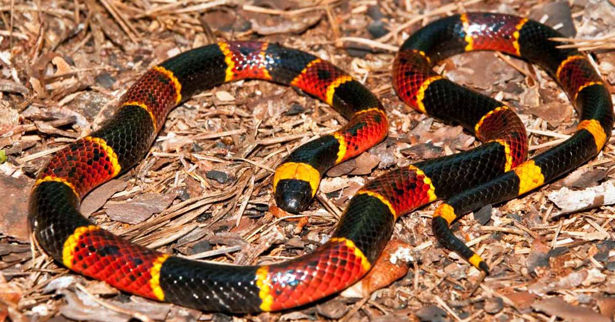Snakes reveal the origin of skin colours – Scientific ASIA