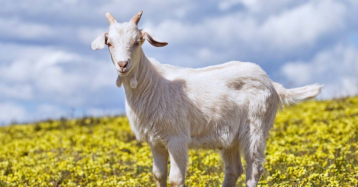 Climatic Changes Influences Artificial Insemination of Goats for ...