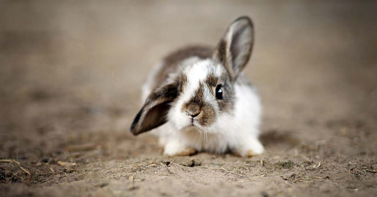 Mitochondrial DNA Genes markers used for discrimination of Rabbit ...