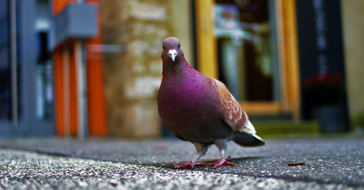 Parasites related to Pigeons are lowering their production – Scientific ...