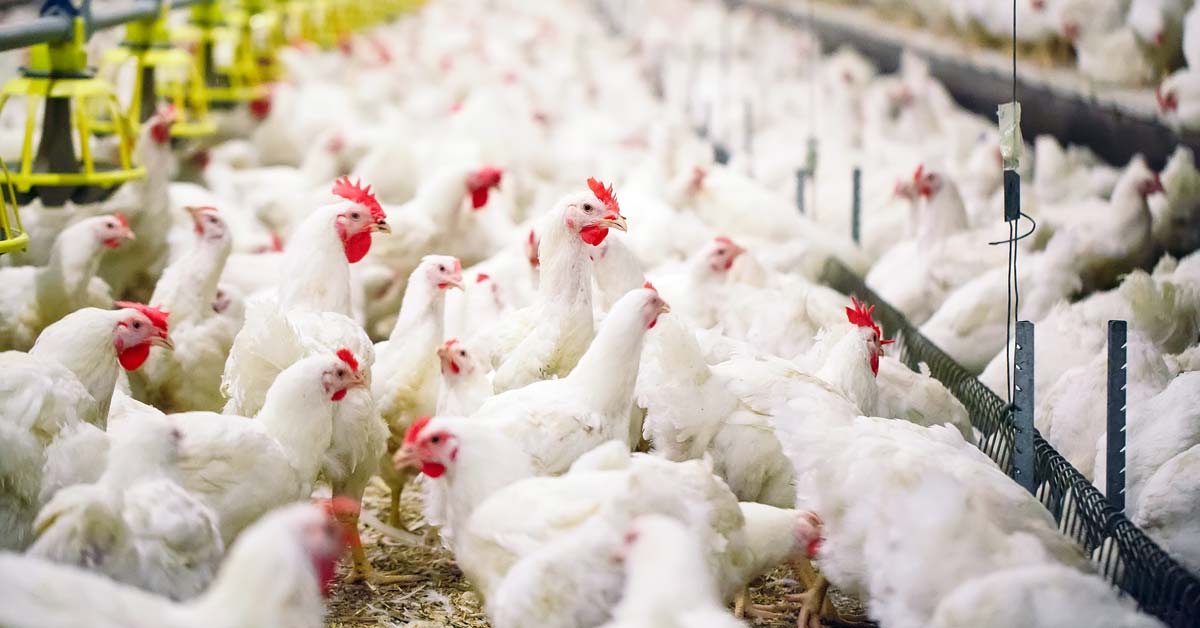 Insoluble Non-starch Polysaccharides and Exogenous Enzymes for Broiler ...