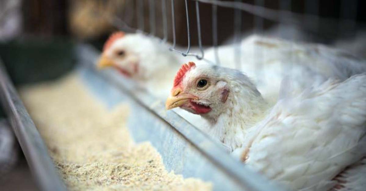 Hemp Seed Cake Up To 30% inclusion have no harmful effect on the ...