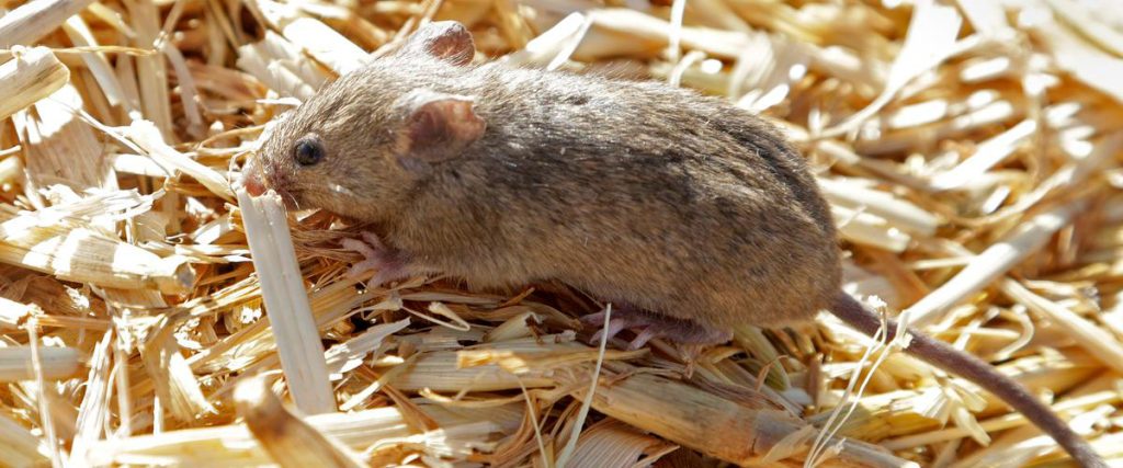 Mice swarming across Australia and how its control can affect other ...