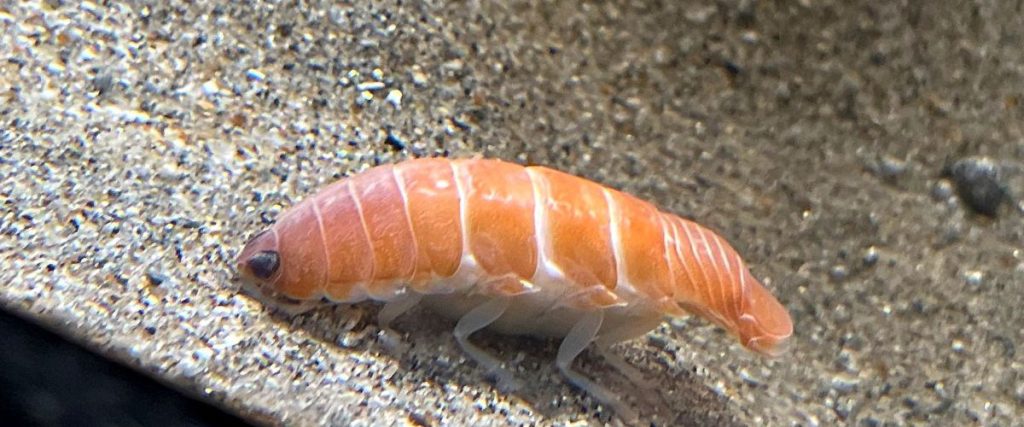 Salmon Sushi looking Isopods at an Aquarium in Japan. – Scientific ASIA