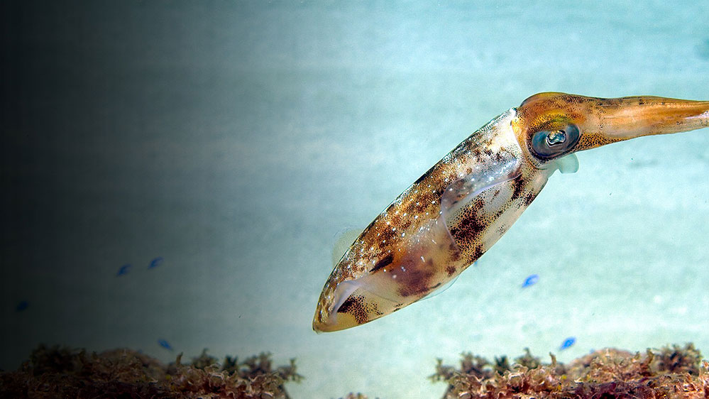 This Squid too can Camouflage like its family members – Scientific ASIA
